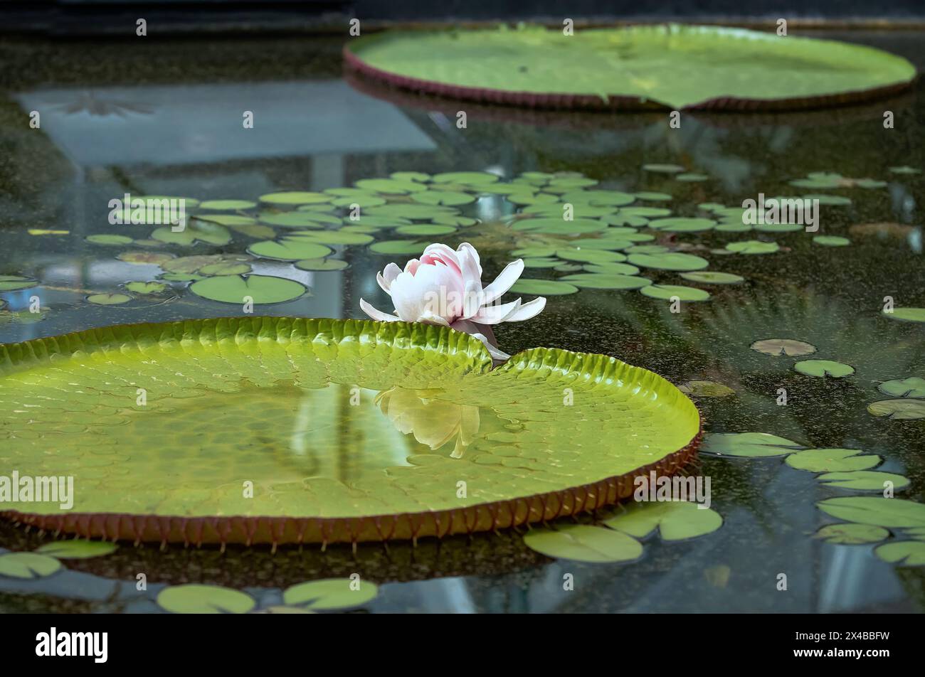 Lily flower on water on green leaf, Amazon Waterlily, Victoria ...