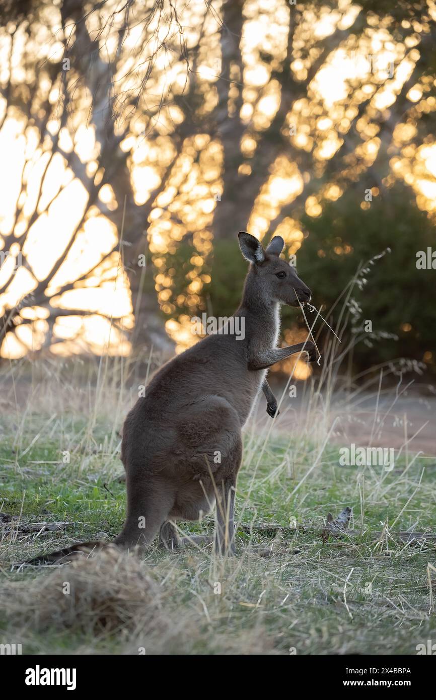 Kangaroo in scenery hi-res stock photography and images - Alamy