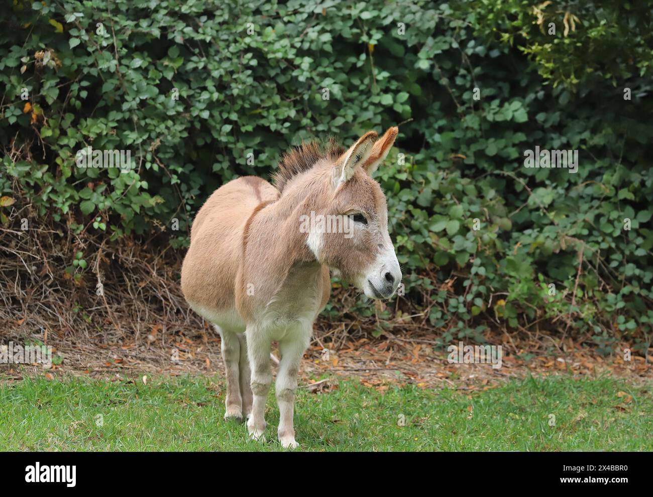 Little cute brown donkey, animal portrait, green tree background Stock ...