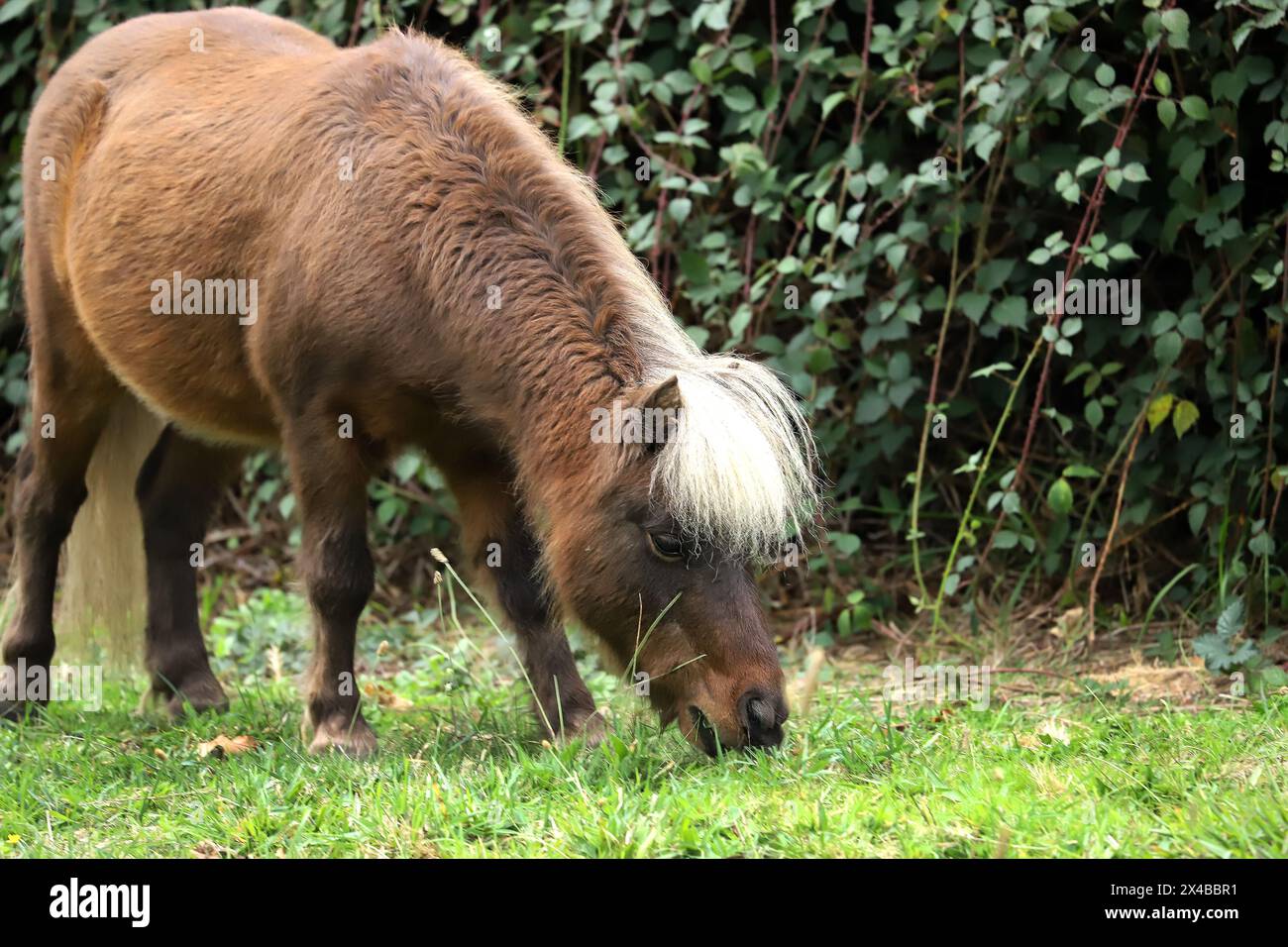 Little brown horse, Shetland pony, is grazing on green grass, green ...