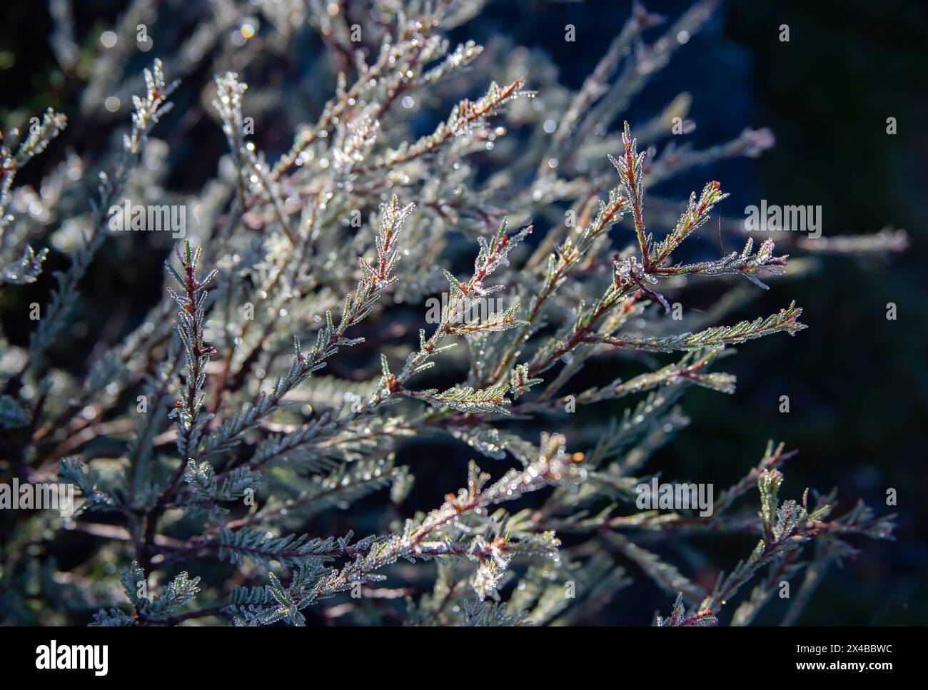 Coniferous tree branch covered with dew and frost, silvery needles ...