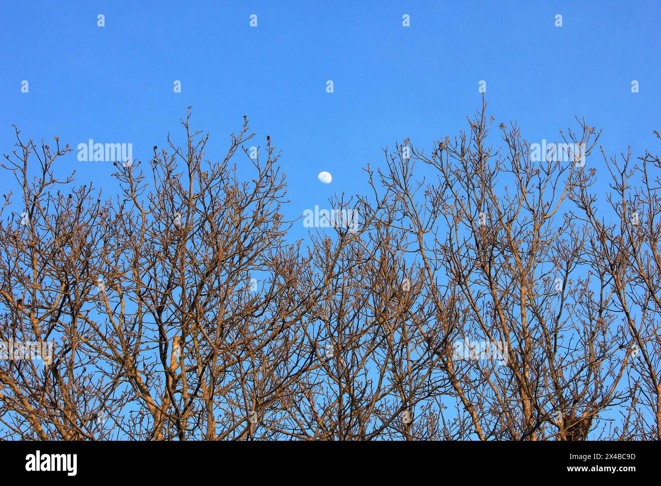 Blue sky with moon and tree branches Stock Photo - Alamy