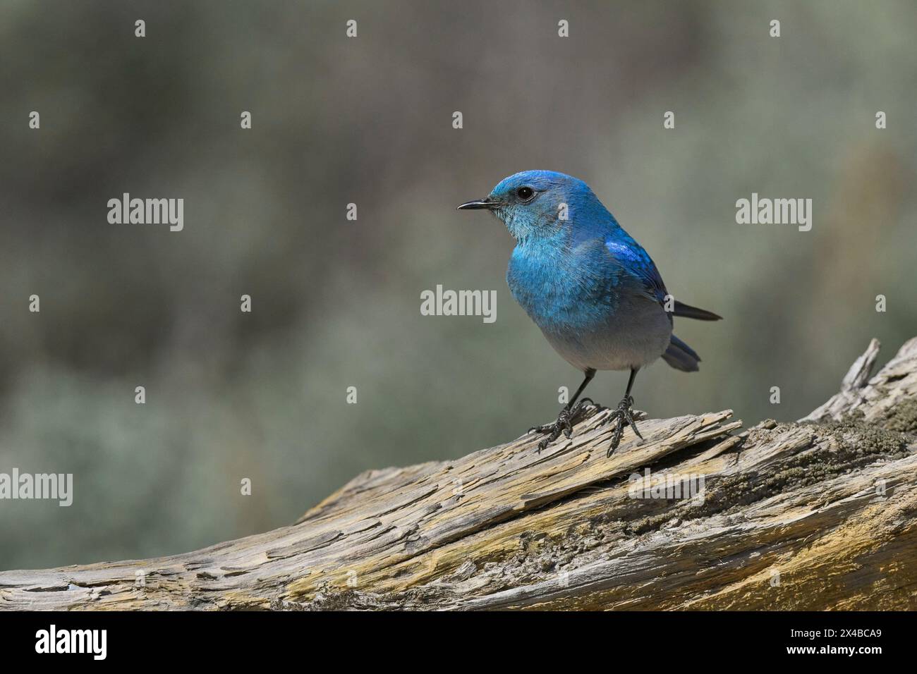 Mountain Bluebird (Sialia currucoides) Sierra County California USA ...