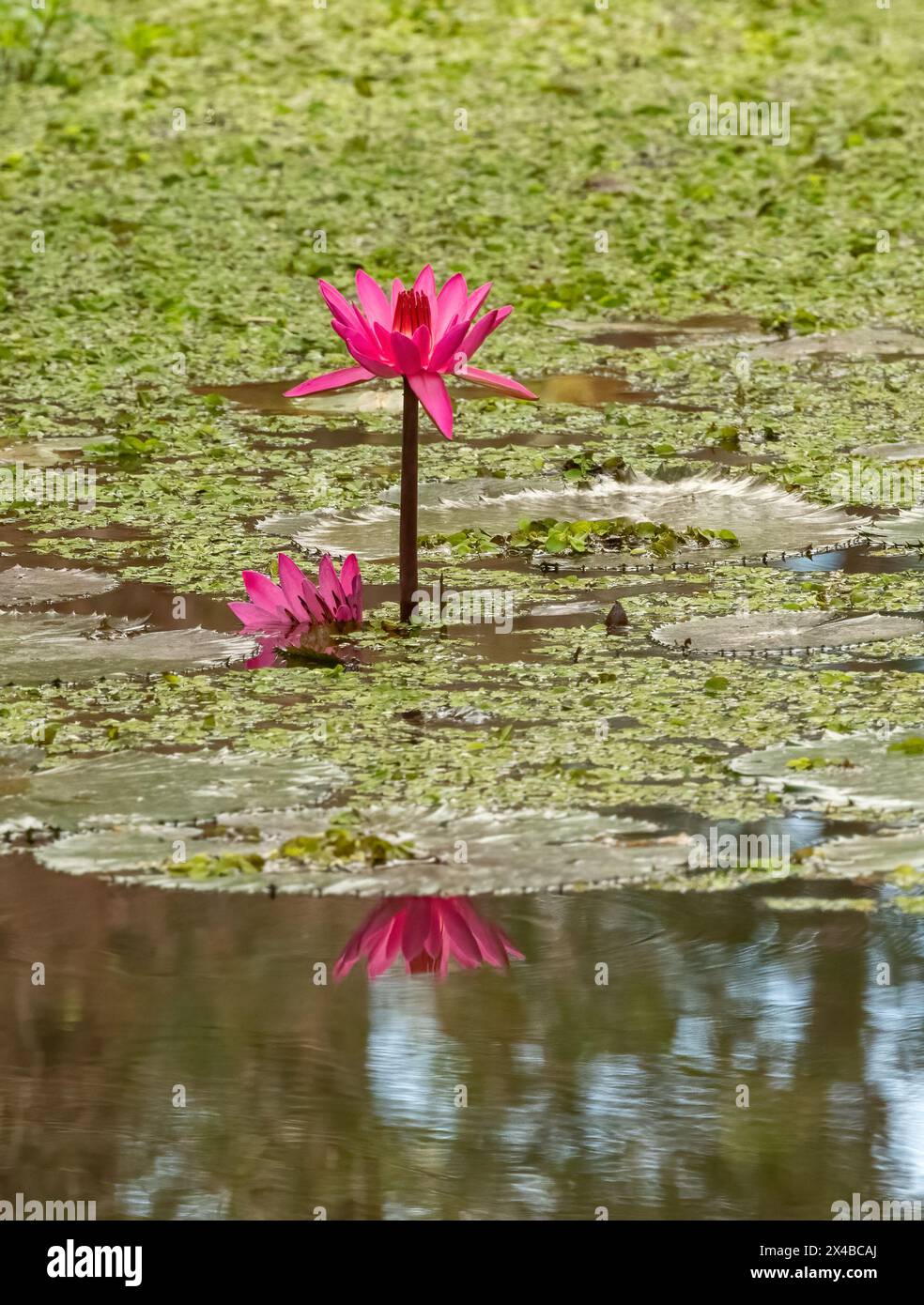 Pink lily flower blossom growing in water and green leaves background ...