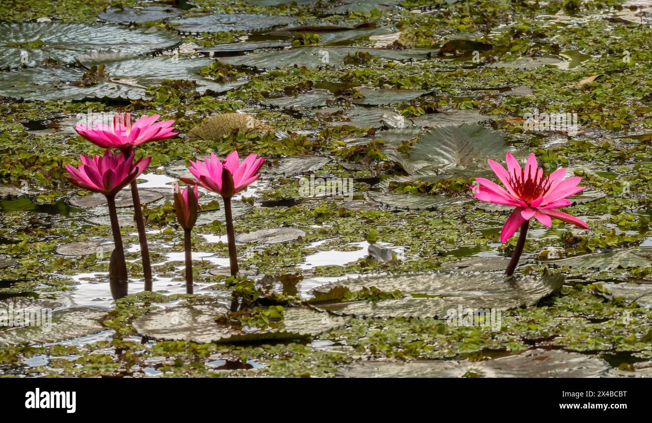 Pink water lilies flower in blossom floating in water with green leaves ...