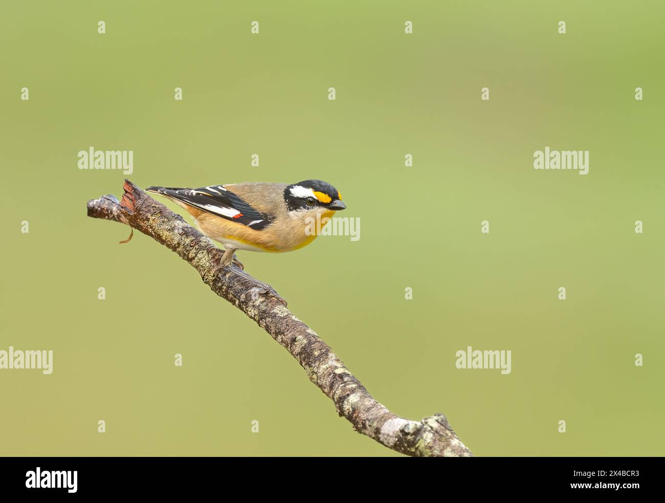 The Striated Pardalote (Pardalotus striatus) small colorful yellow and ...