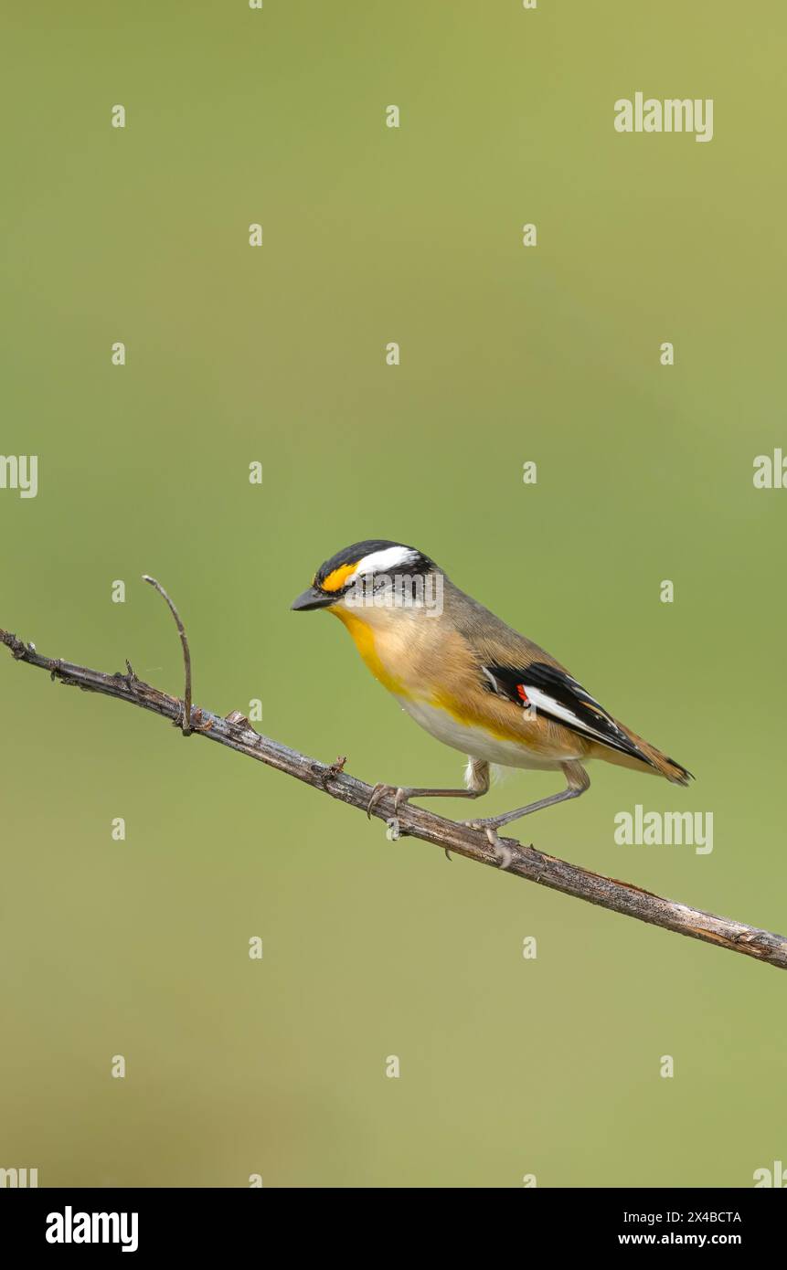 Queens bird hi-res stock photography and images - Alamy