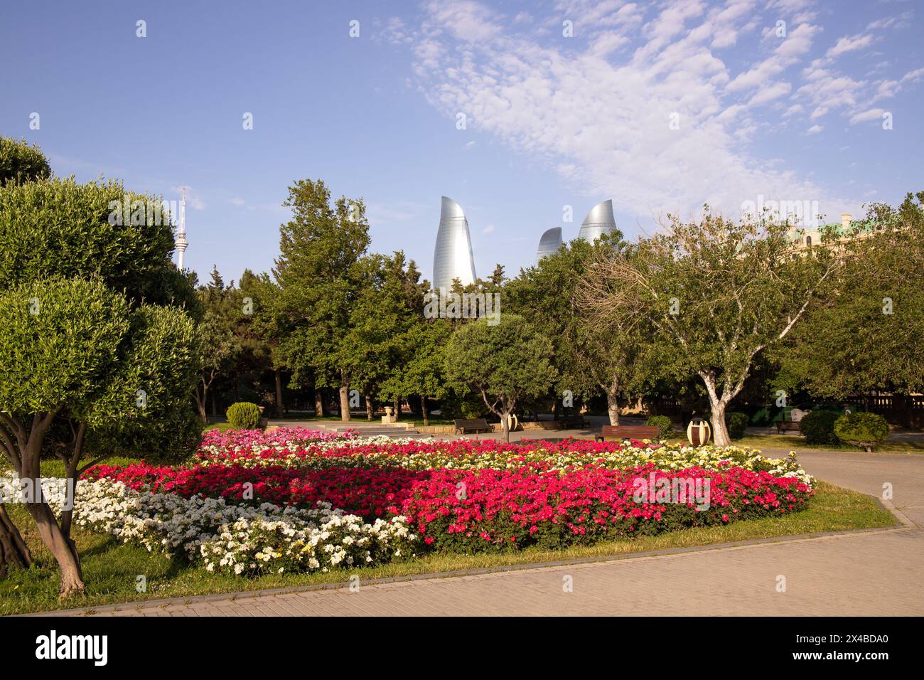 Red roses on the boulevard in Baku. Azerbaijan Stock Photo - Alamy