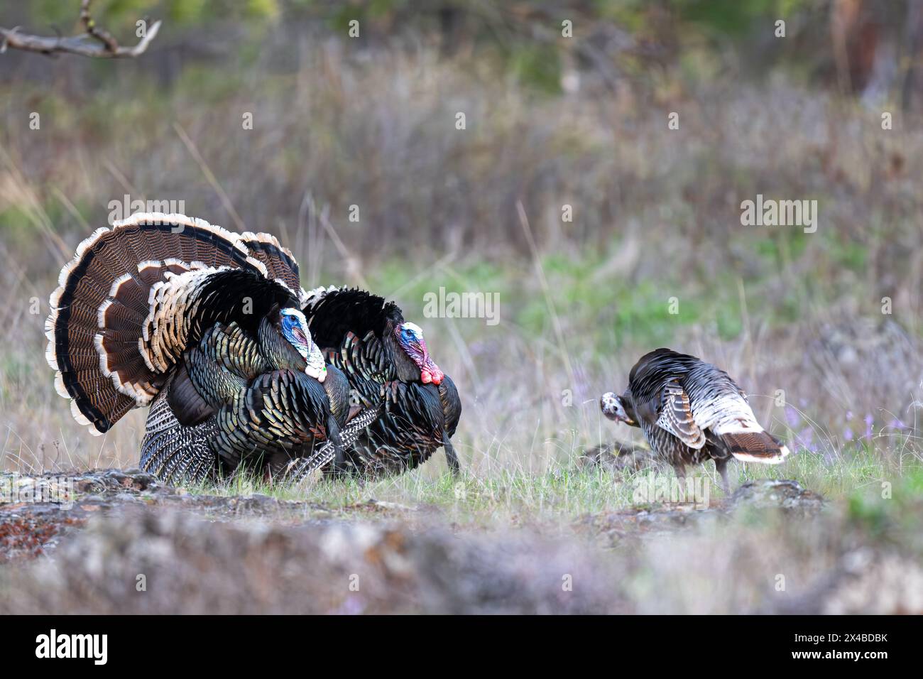 Male Wild Turkeys (Meleagris gallopavo) Displaying their Plumage Stock ...