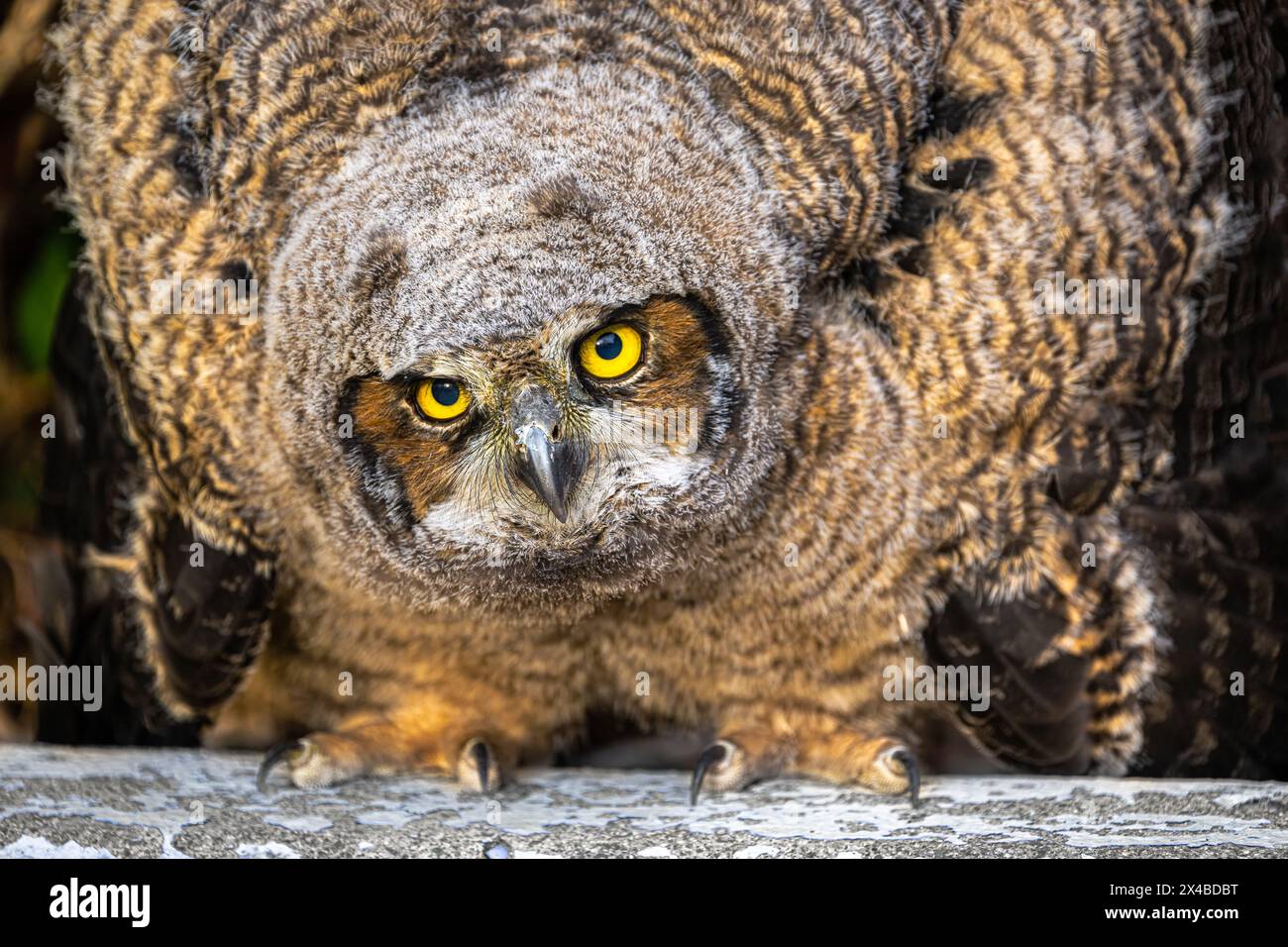 Young Great Horned Owl (Bubo virginianus Stock Photo - Alamy