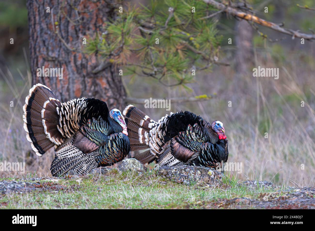 Male Wild Turkeys (Meleagris gallopavo) Displaying their Plumage Stock ...