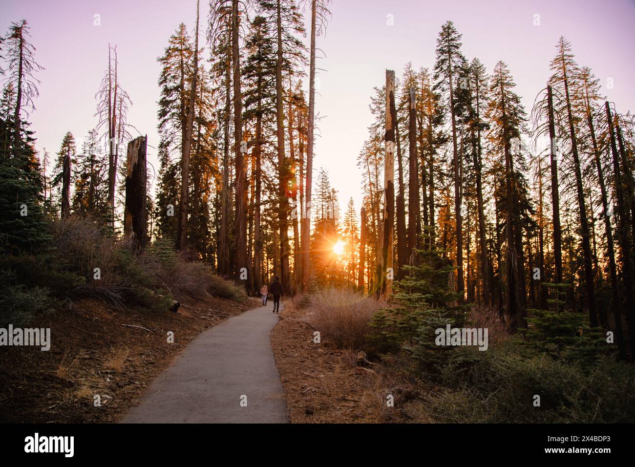 The Enchanting Sunset - Sequoia Stock Photo - Alamy