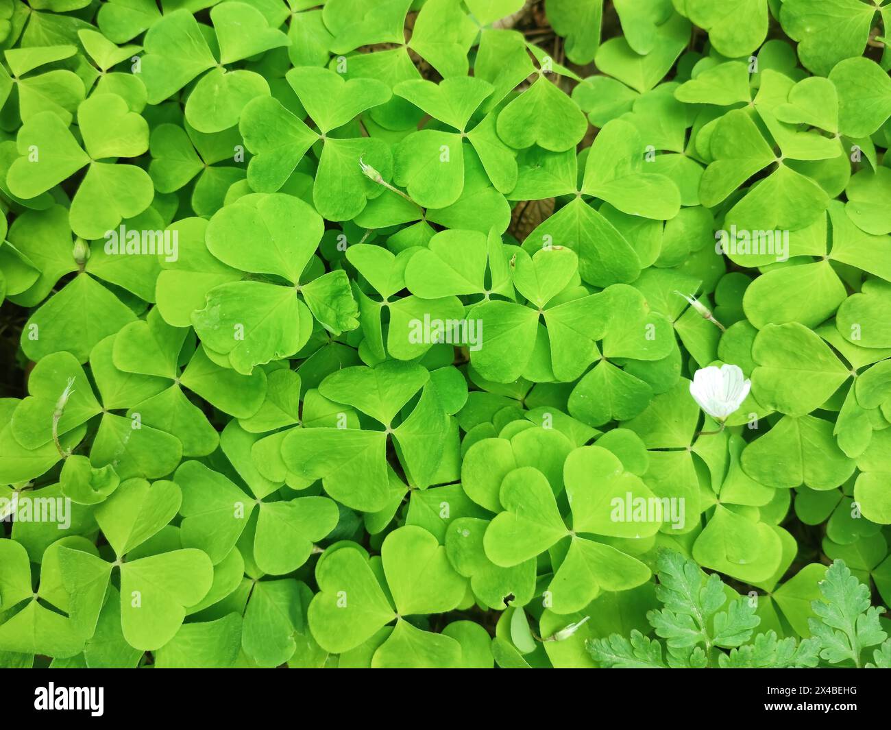 Texture - fresh green leaves of clover Stock Photo - Alamy