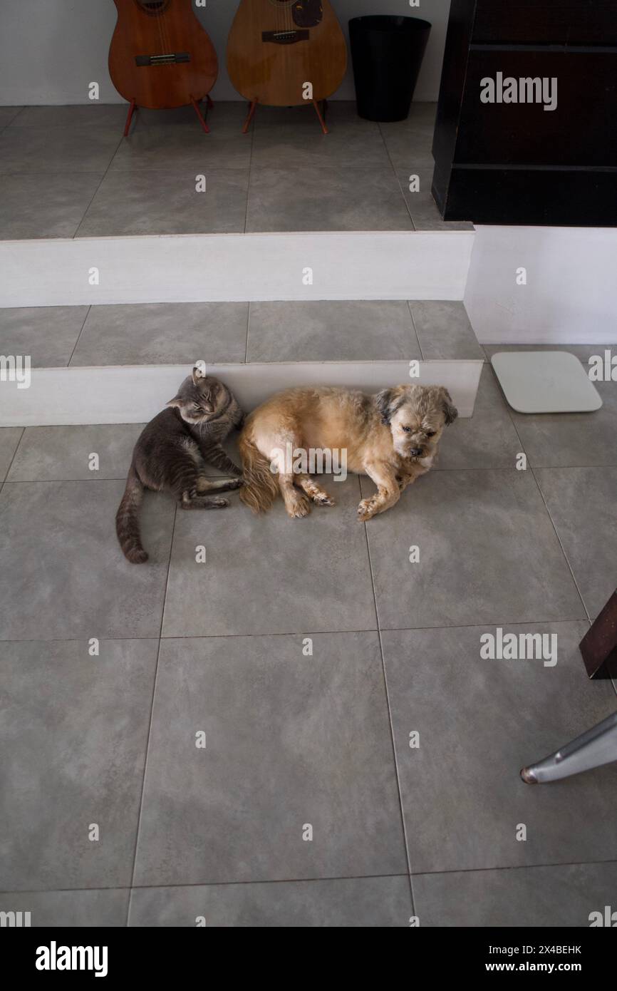 Two cats chilling together hi-res stock photography and images - Alamy