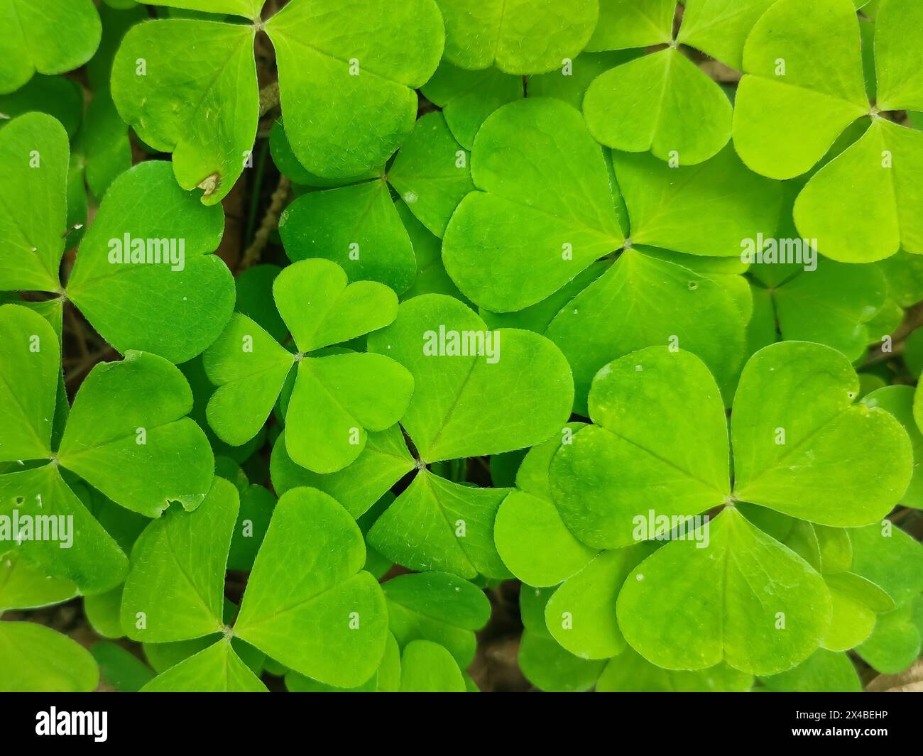 Irish design border hi-res stock photography and images - Alamy