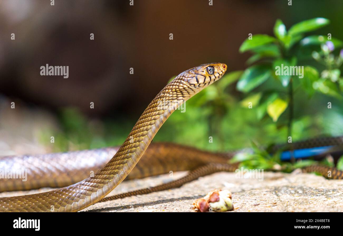 Rat snake looking forward to find any prey while mating Stock Photo - Alamy