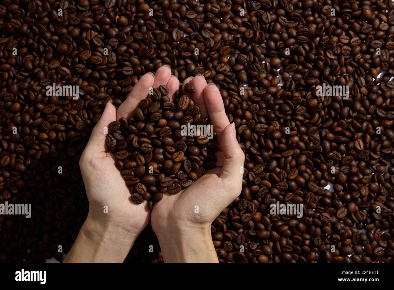 Male hands are full of roasted brown coffee beans. Clean coffee is an ...