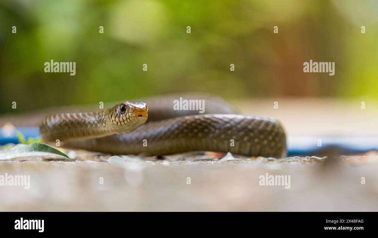 Snake arrow hi-res stock photography and images - Alamy