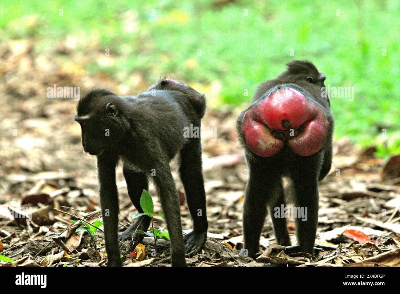 A crested macaque (Macaca nigra) female with swollen bottom is photographed on the side of ...
