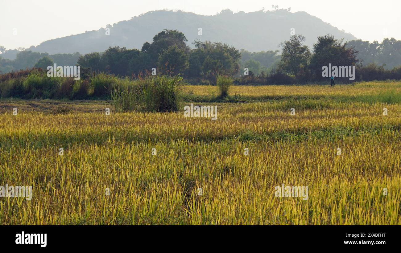 rice field in siem reap in cambodia Stock Photo - Alamy