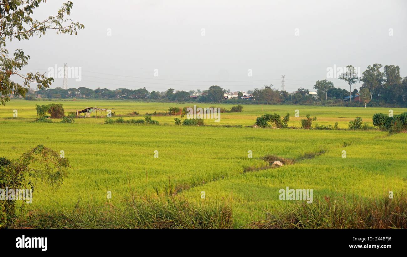 rice field in siem reap in cambodia Stock Photo - Alamy