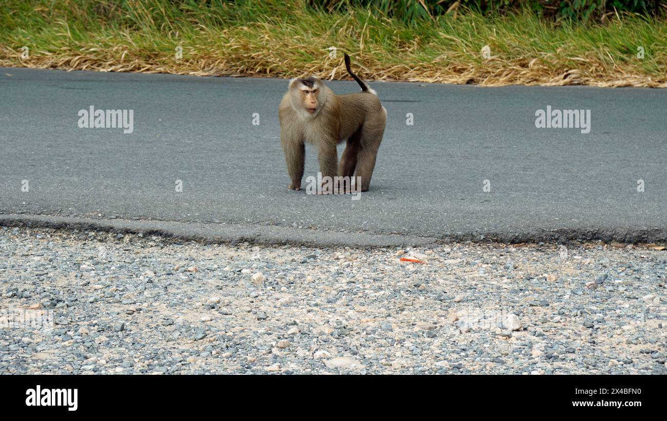 wild living monkeys in cambodian town kampot Stock Photo - Alamy