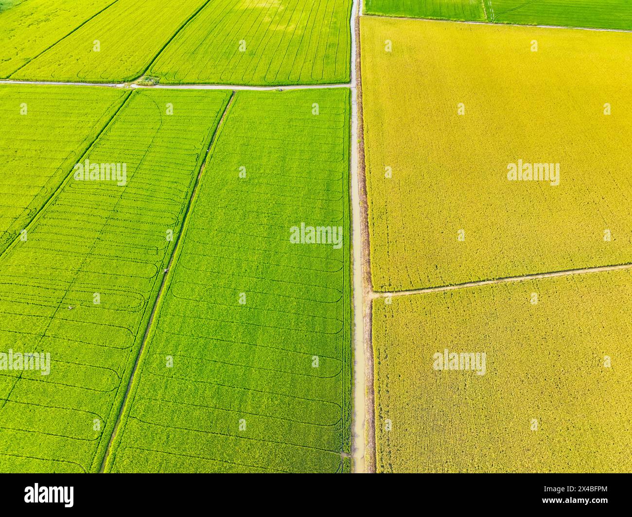 Aerial view of green and yellow rice fields. Sustainable agriculture ...