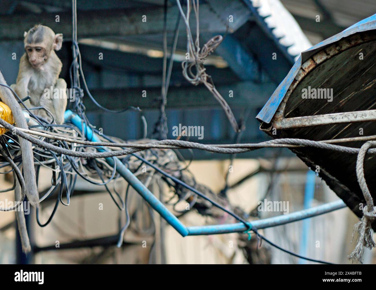 wild living monkeys in downtown phnom penh in cambodia Stock Photo - Alamy