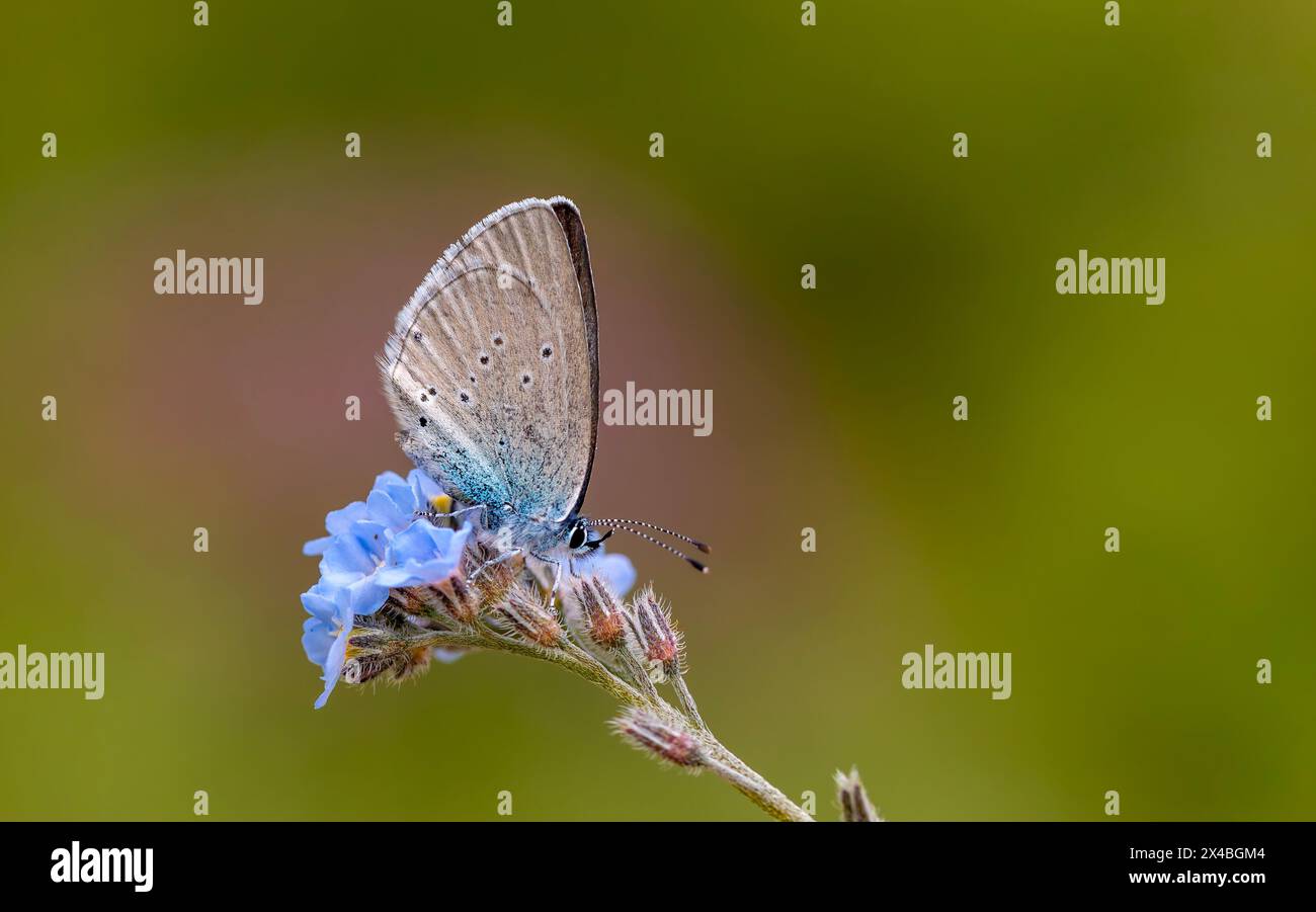 tiny wingtip blue butterfly, Amanda blue, Polyommatus amandus Stock ...