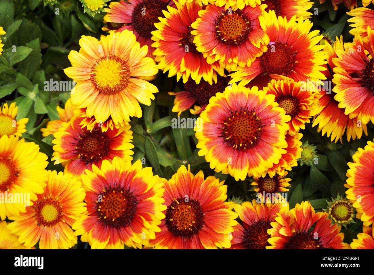 cockade flowers texture as very nice natural background Stock Photo - Alamy