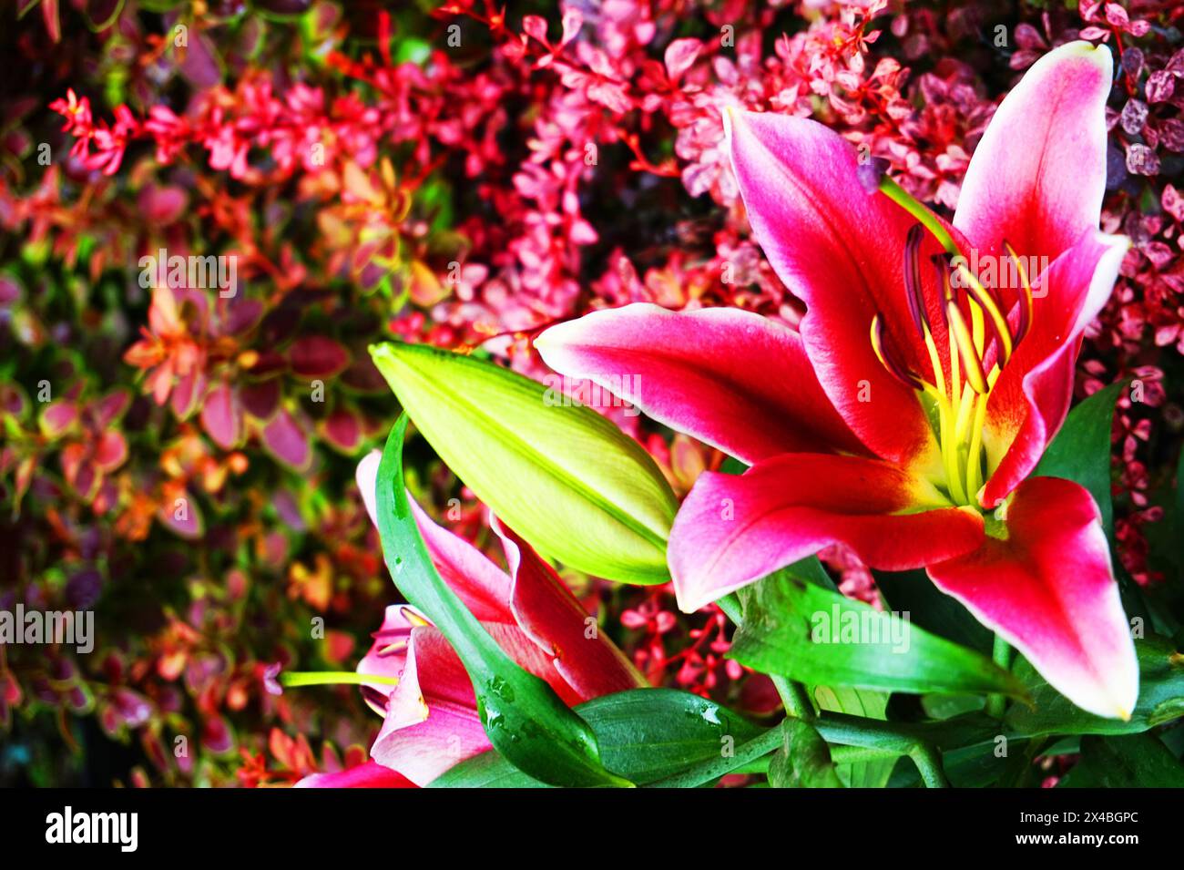 red lilly plant texture as very nice background Stock Photo - Alamy