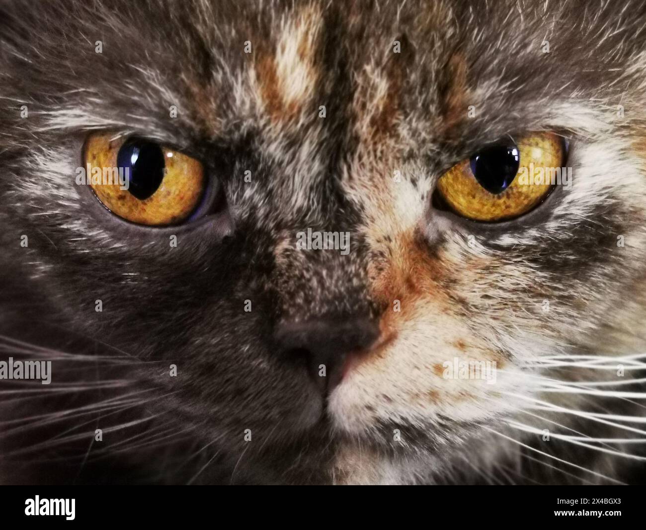 british cat face with yellow eyes as nice background Stock Photo - Alamy