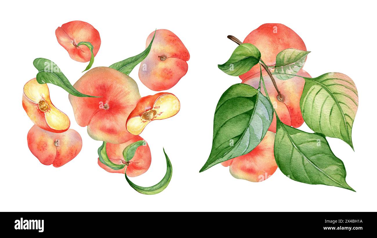 Fresh ripe chines fig peaches and leaves falling in the air watercolor ...