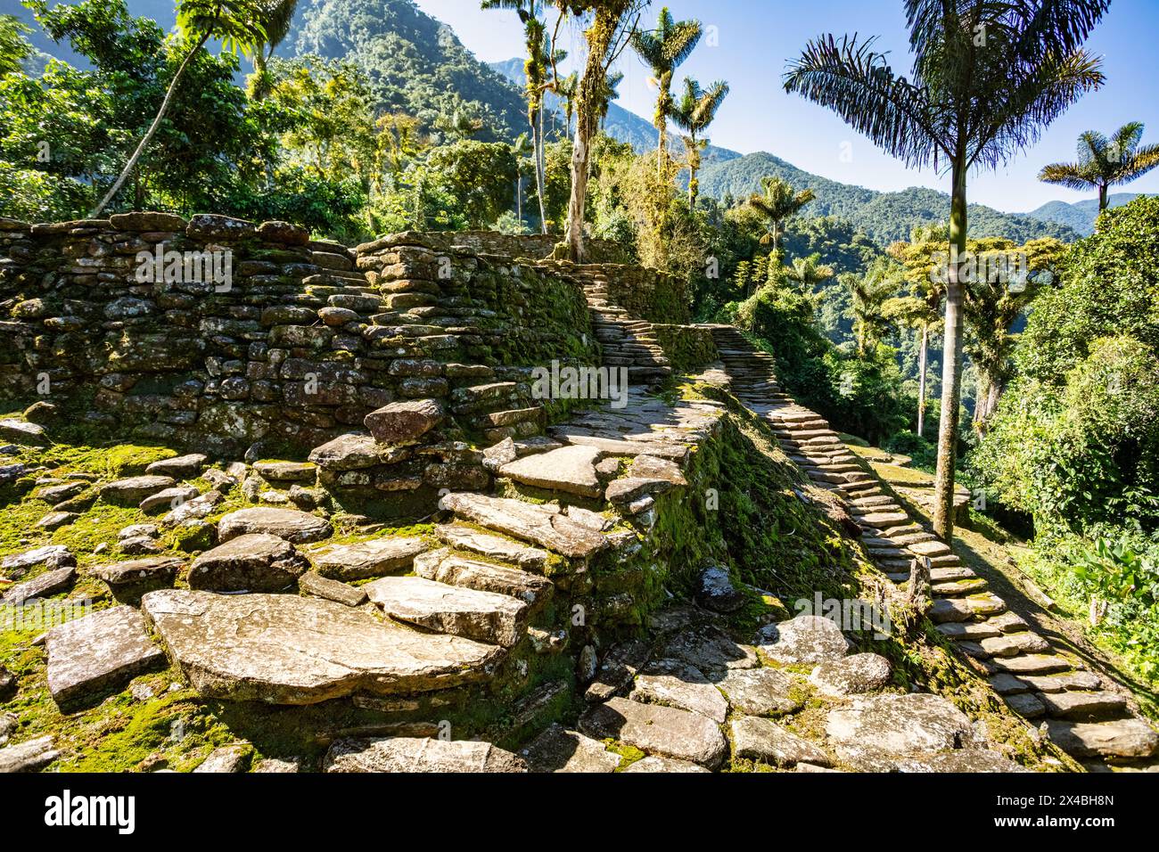 Stone stairs in hidden ancient ruins of Tayrona civilization Ciudad ...