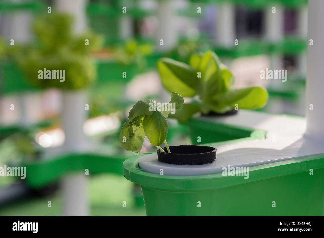 Plants sprouting in a pot in a modern gallery. Agriculture Stock Photo ...