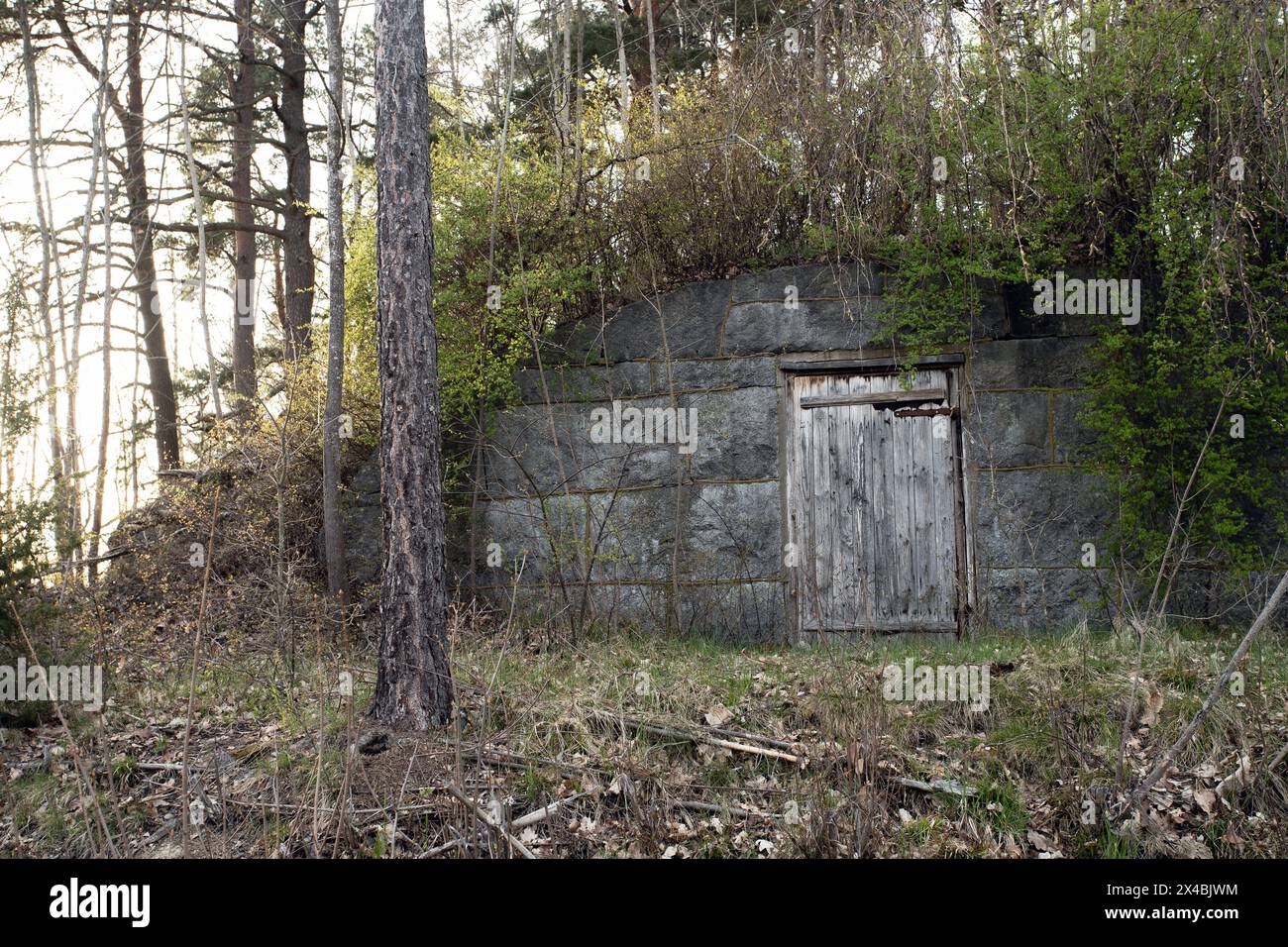 old earth cellar in the forest. A good hiding place. photo: Bo Arrhed ...