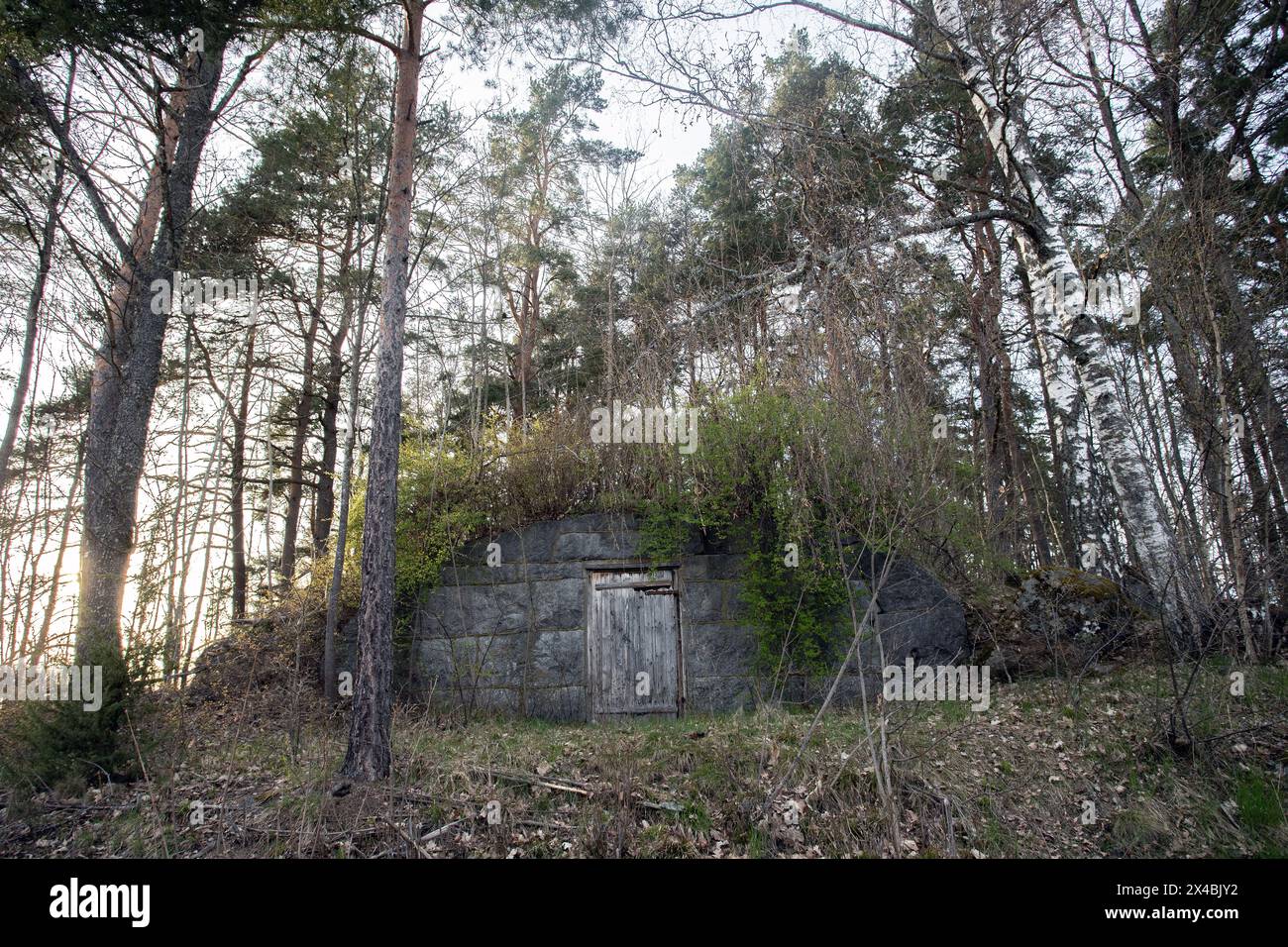 old earth cellar in the forest. A good hiding place. photo: Bo Arrhed ...