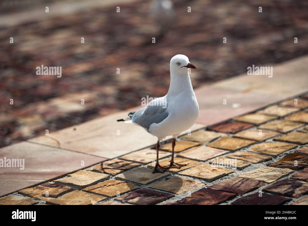 Birds in the urban setting hi-res stock photography and images - Alamy