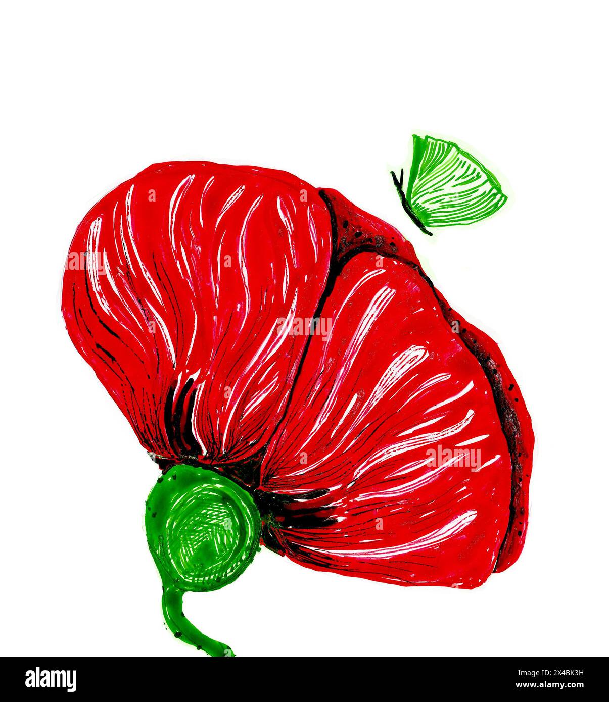 Poppy flower illustration. Red color, green shoot. Black details. Above ...
