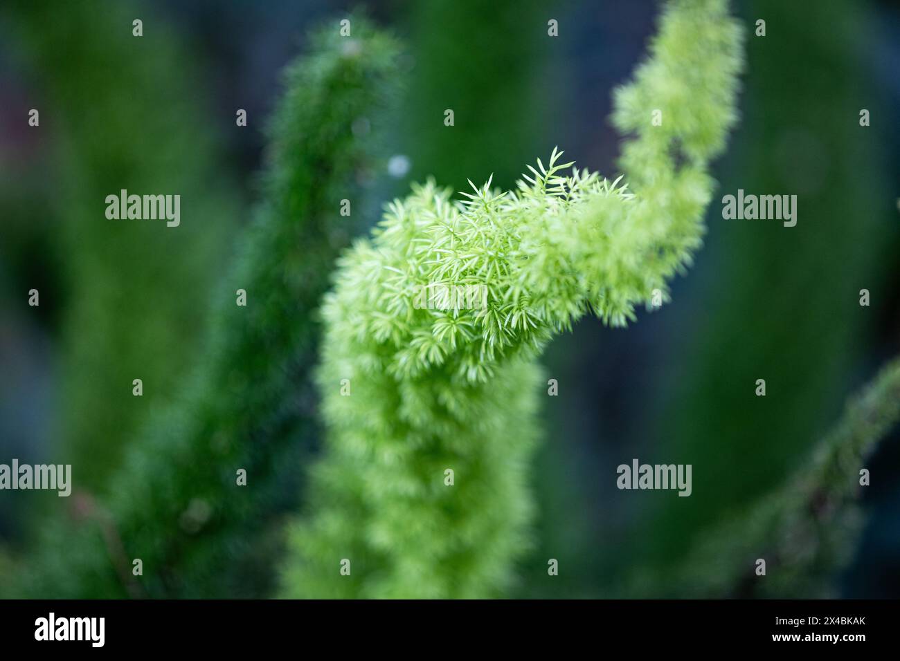 Foxtail fern hi-res stock photography and images - Alamy