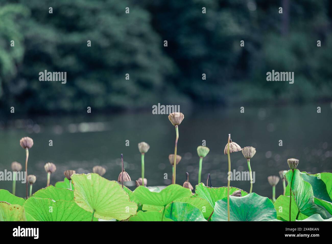 Long-stemmed water lilies have stems that can extend several feet below ...
