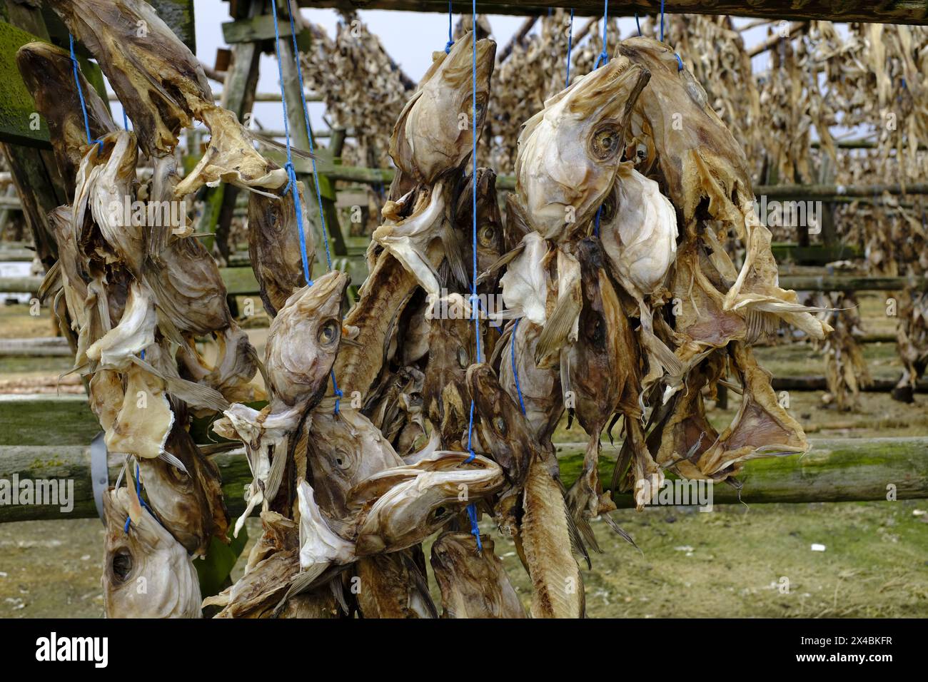 Wooden racks for drying fish hi-res stock photography and images - Alamy