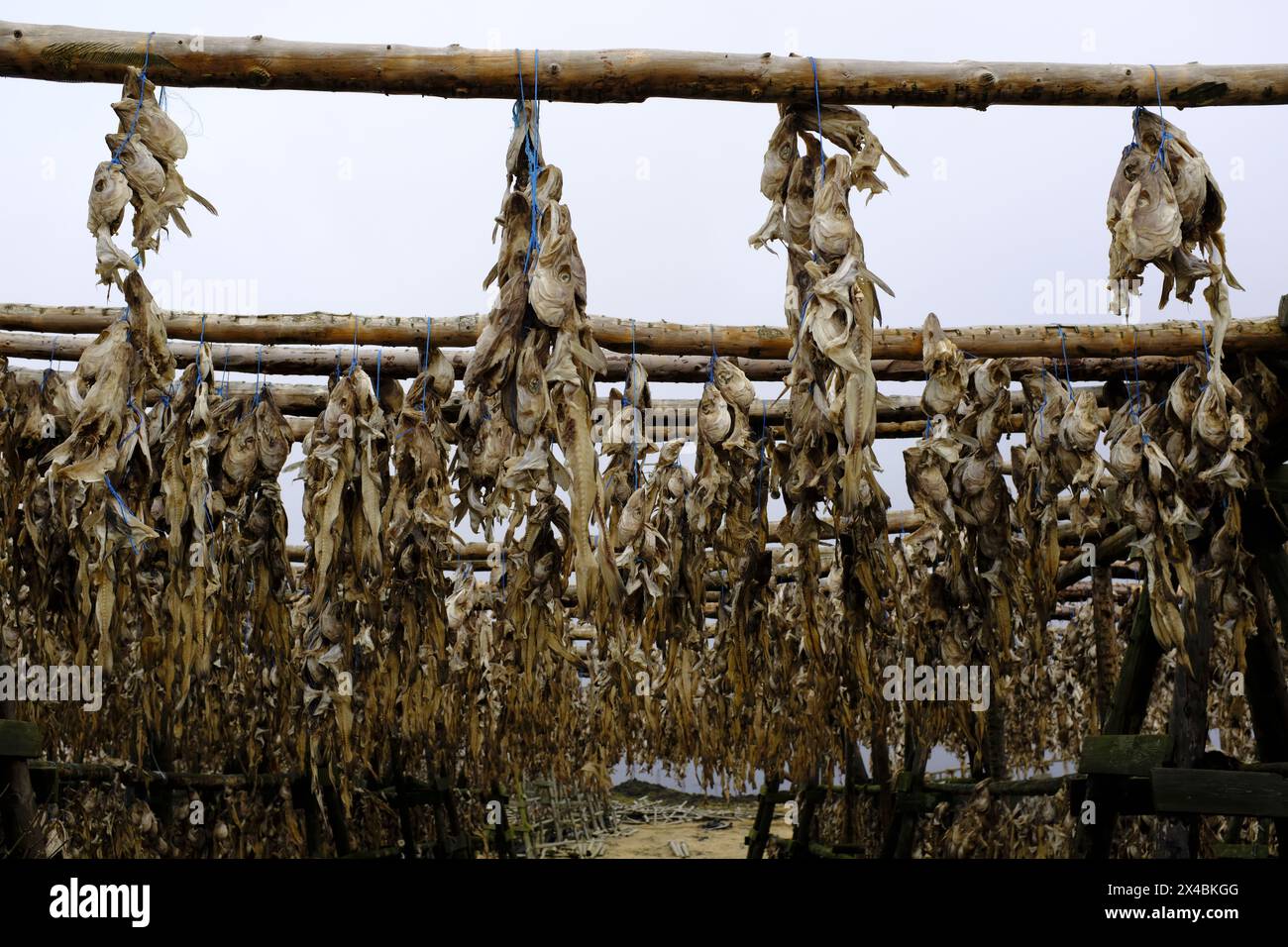 Cod fish hanging on wood racks to dry hi-res stock photography and ...