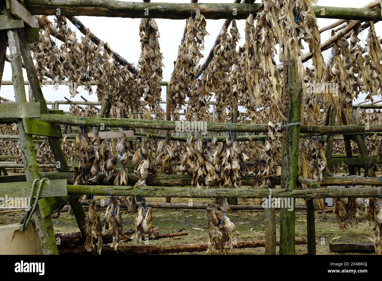 Cod fish hanging on wood racks to dry hi-res stock photography and ...