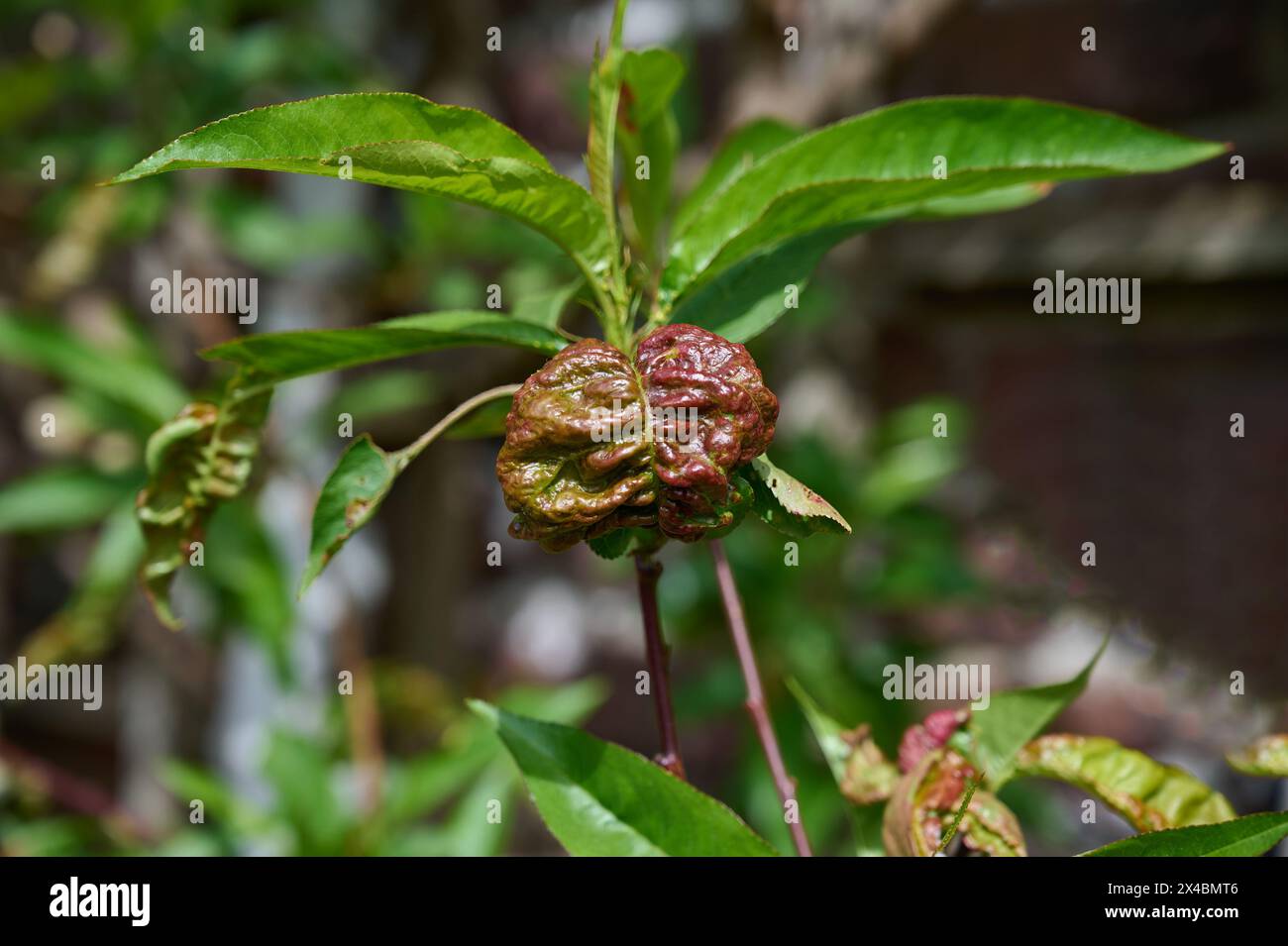 Peach Leaf Curl resp.Taphrina deformans on Peach Leaf,Rhineland,Germany ...
