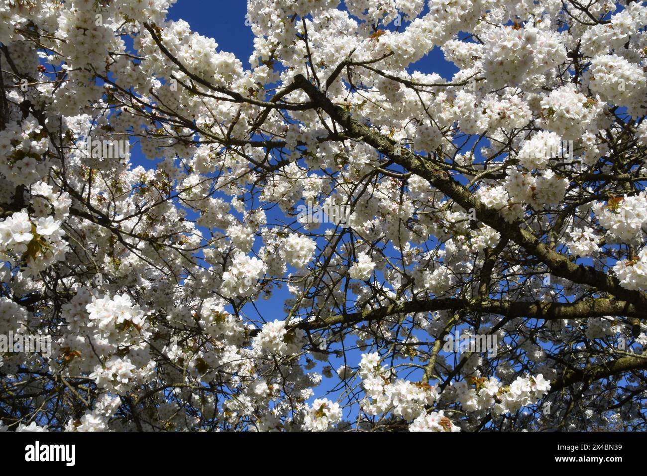 Arbre de printemps au parc des Hautes Bruyères à Villejuif Stock Photo ...