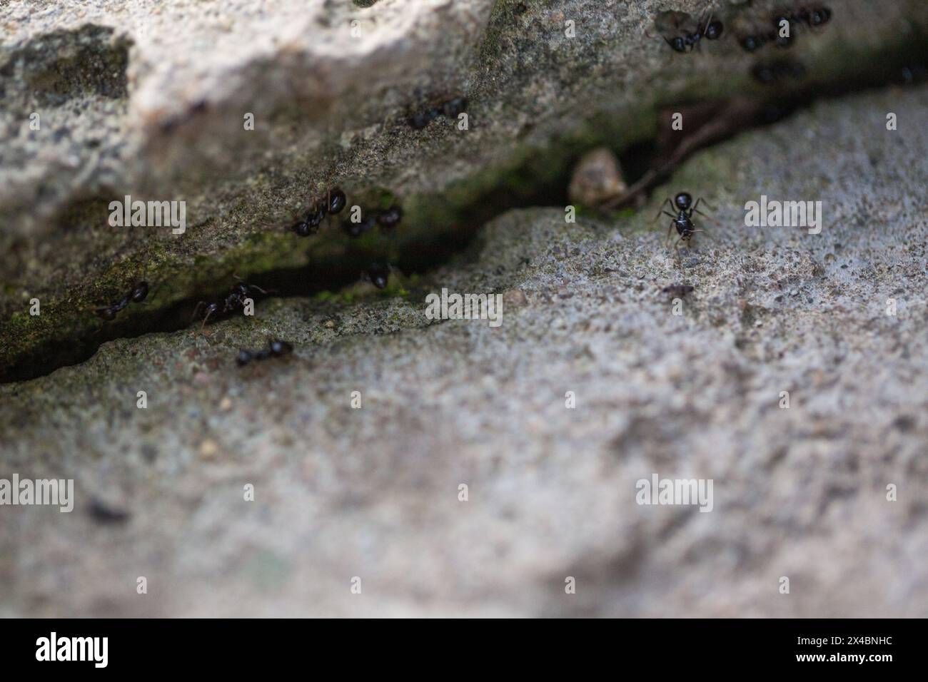The little ants go on their way, the work of the ants in the cliff face ...