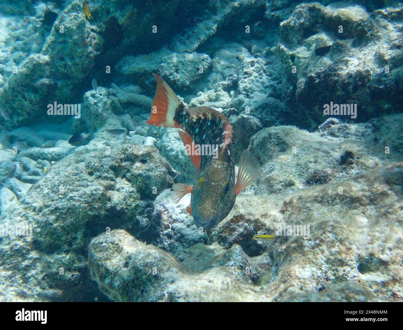 Underwater photo of Stoplight parrotfish (Sparisoma viride) in the ...