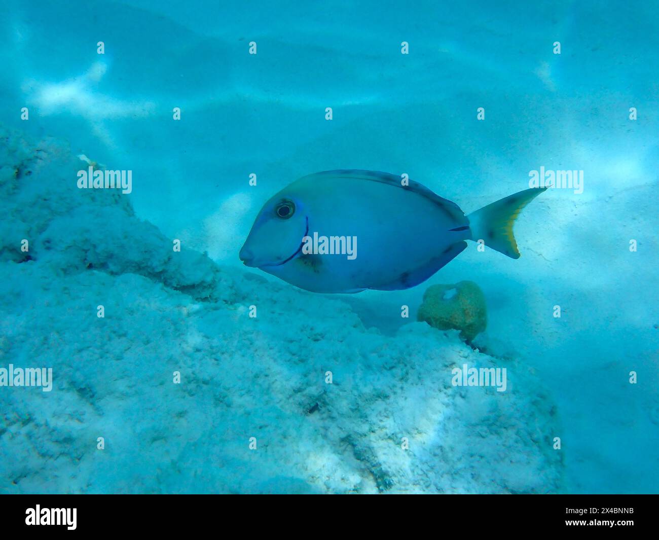 Underwater view at a Ocean surgeon fish (Acanthurus bahianus) in the ...