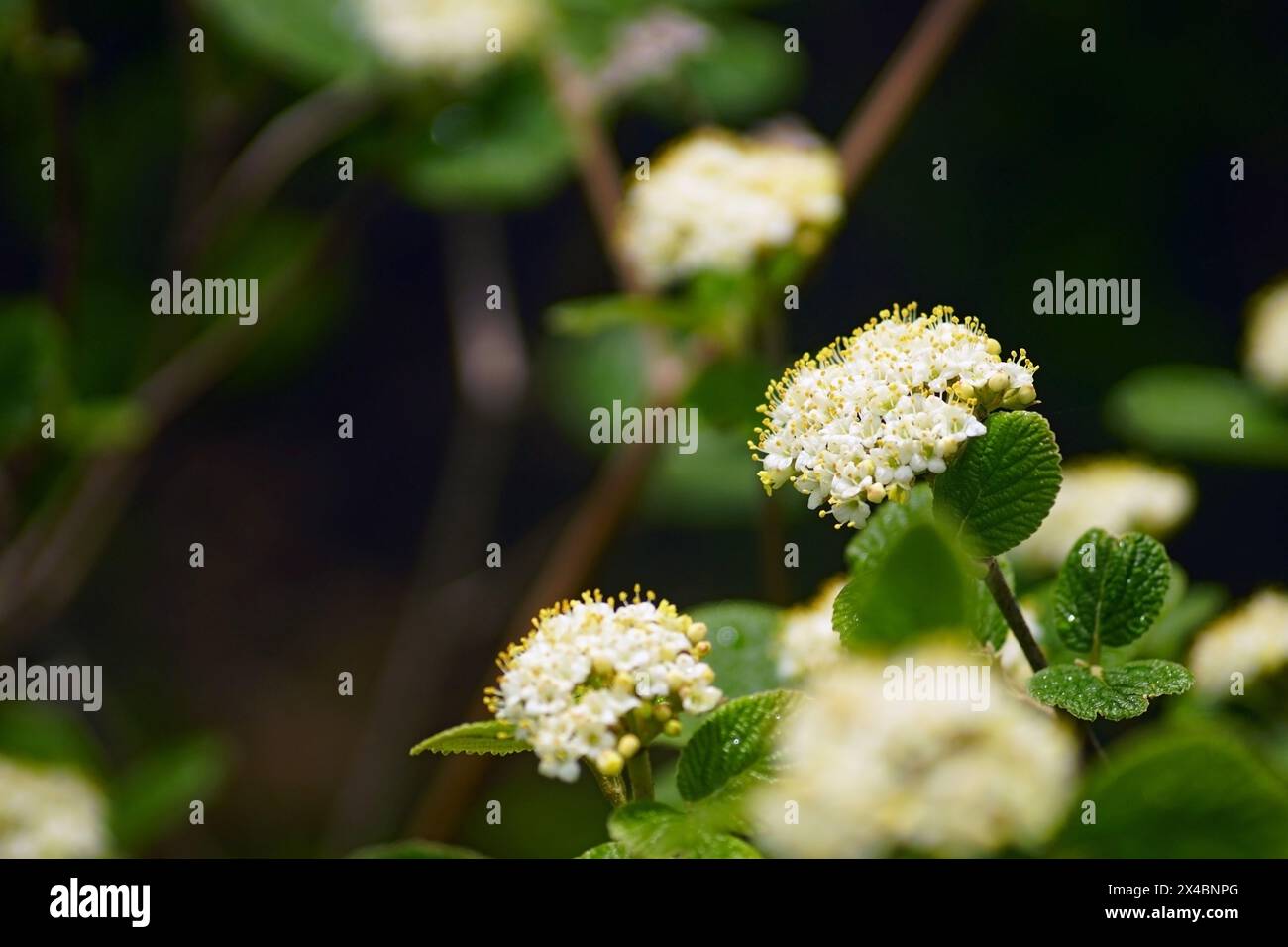 Viburnum lantana bush in spring: white inflorescences and young leaves ...
